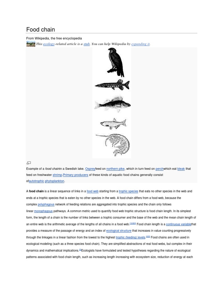 Food Chain | PDF