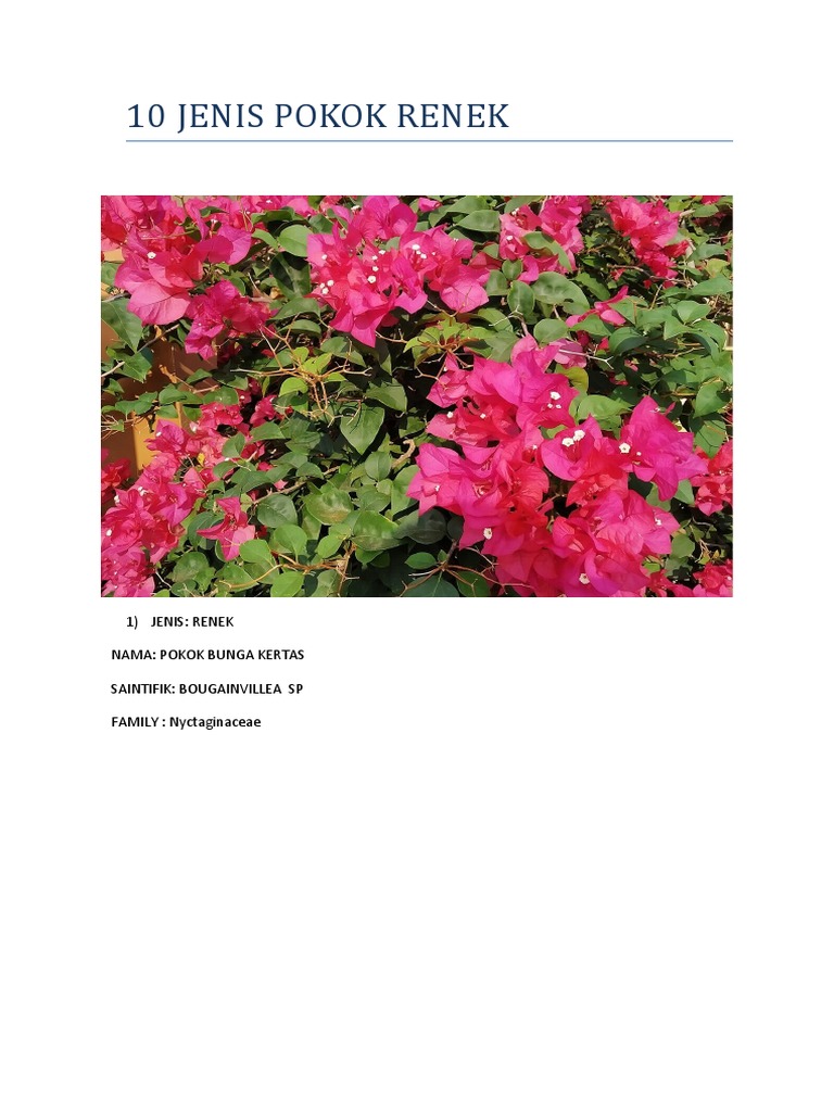1) Jenis: Renek Nama: Pokok Bunga Kertas Saintifik: Bougainvillea SP ...