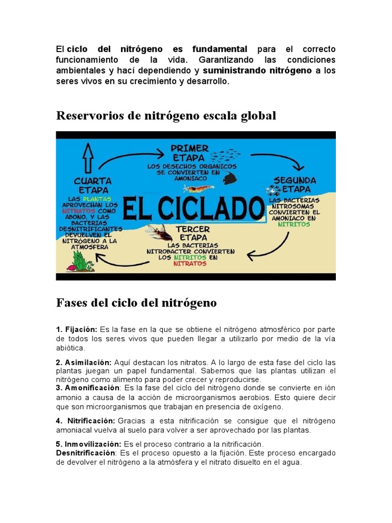 El CICLO | PDF