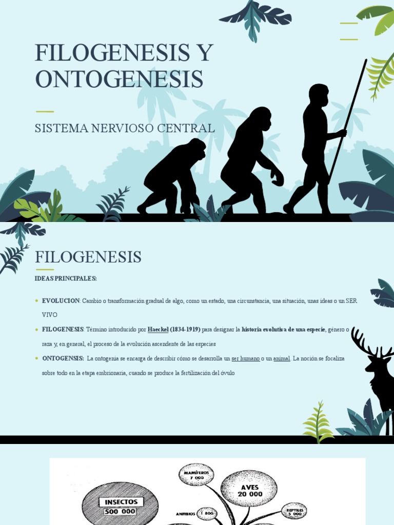 Filogénesis y Ontogénesis del SNC | PDF