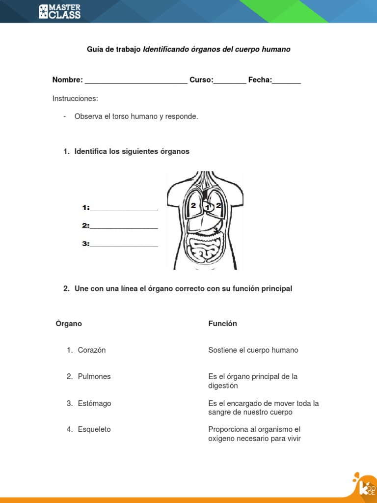 Guía Cuerpo Humano Pdf