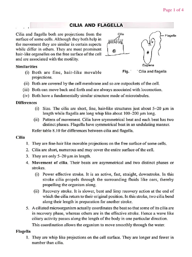Cilia and Flagella | PDF | Microtubule | Histology