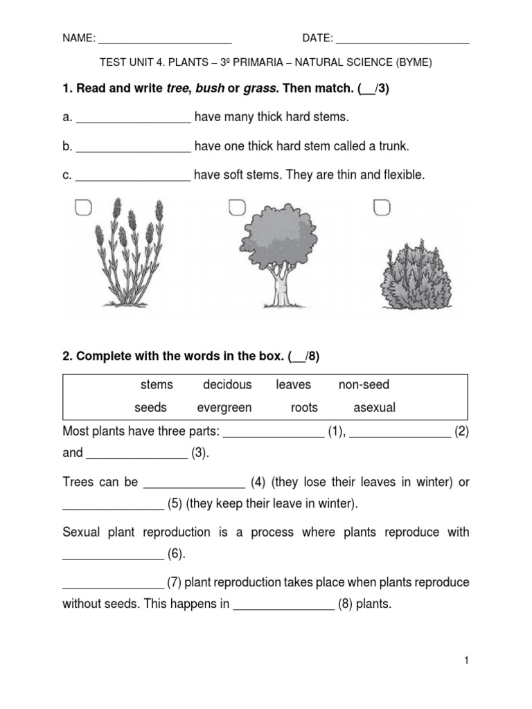 Test Unit 4 - Plants - 3º Primaria | PDF | Flowers | Plants