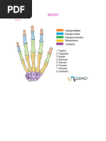 Anatomía del Flexor Palmar en la Mano | PDF | Mano | Sistema ...
