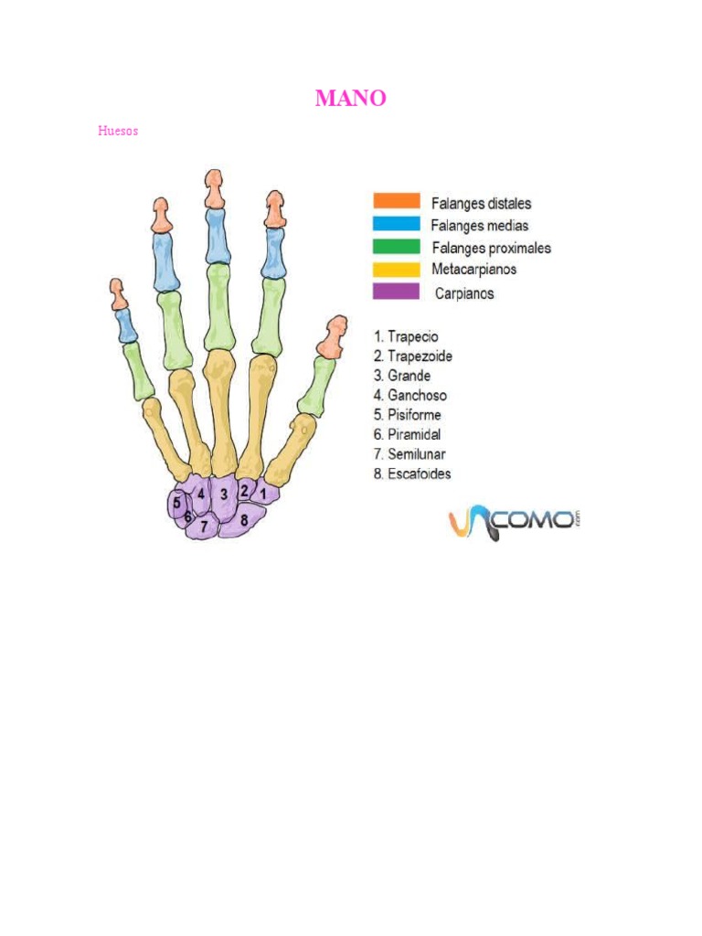 Anatomía de la Mano: Huesos, Músculos y Nervios | PDF