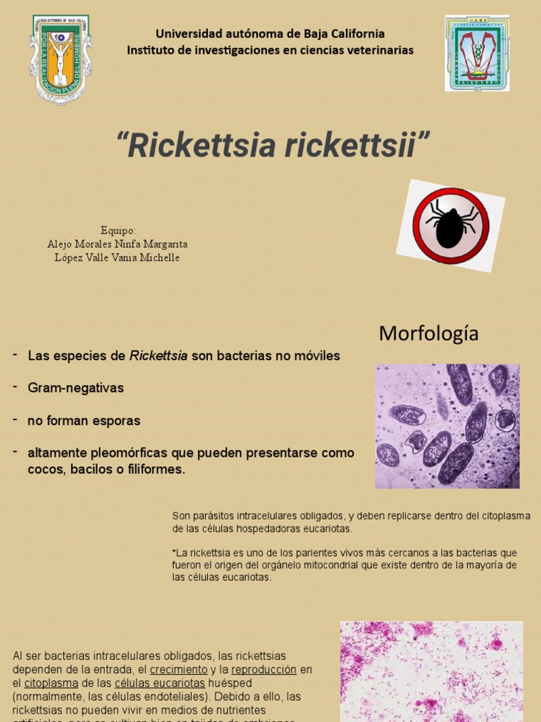 rickettsia | PDF