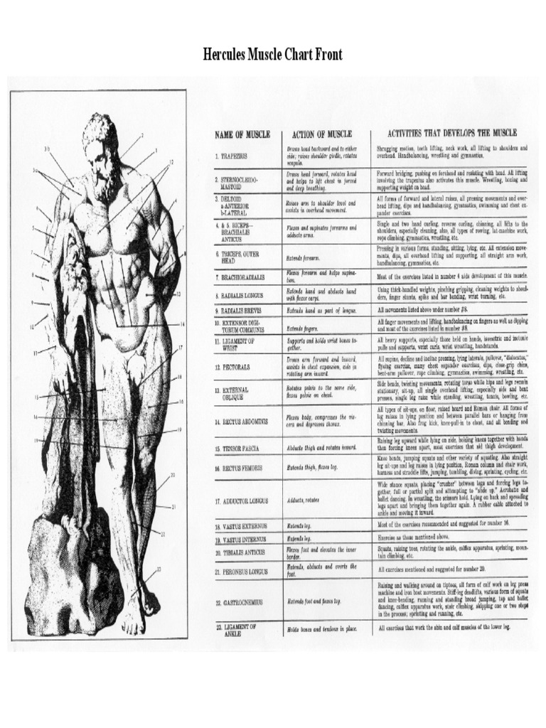 Hercules exercise Chart | PDF