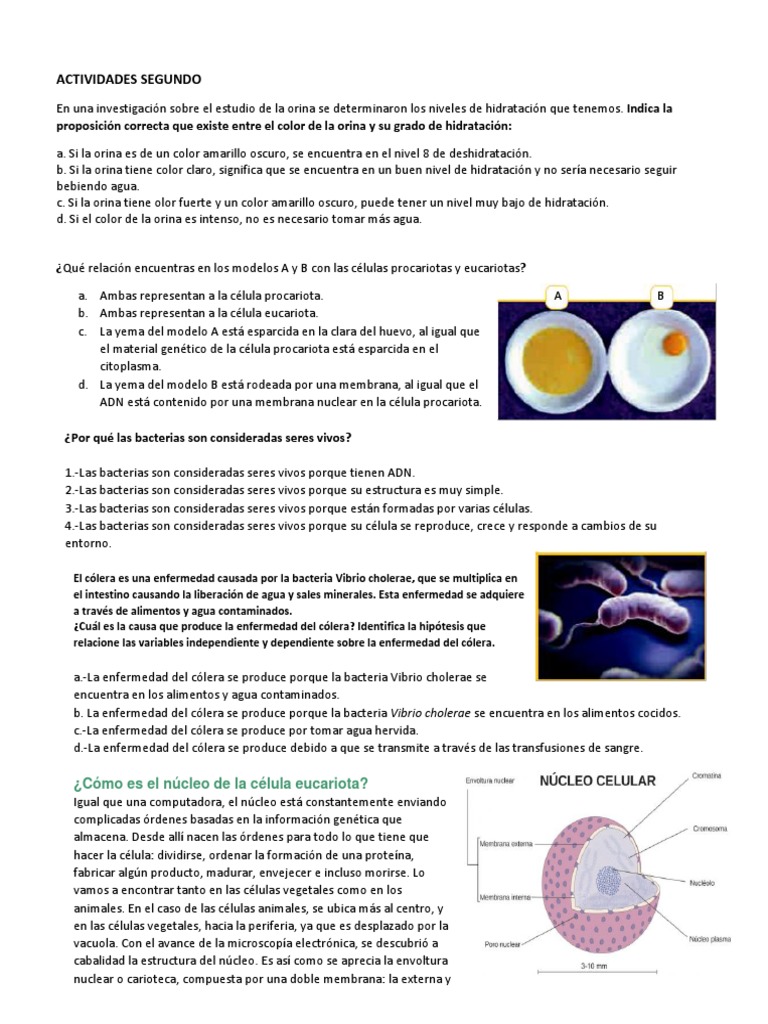 Actividades Segundo PDF | PDF