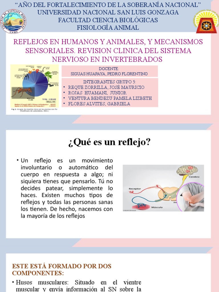 Reflejos en Humanos y Animales | PDF | Fisiología | Neurofisiología