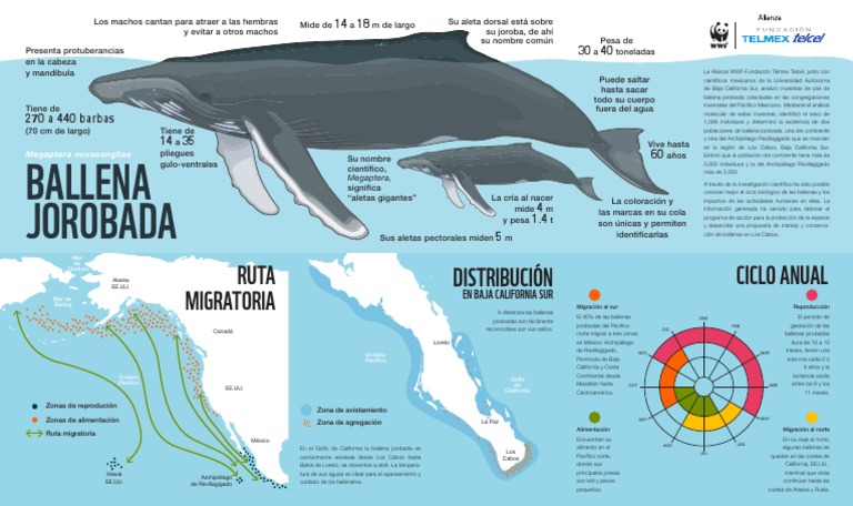 Características y ciclo de vida de la ballena jorobada en el Pacífico ...