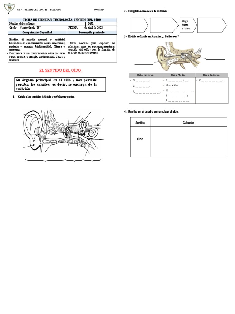 Ficha3 CIENCIA SENTIDO DEL OÍDO | PDF