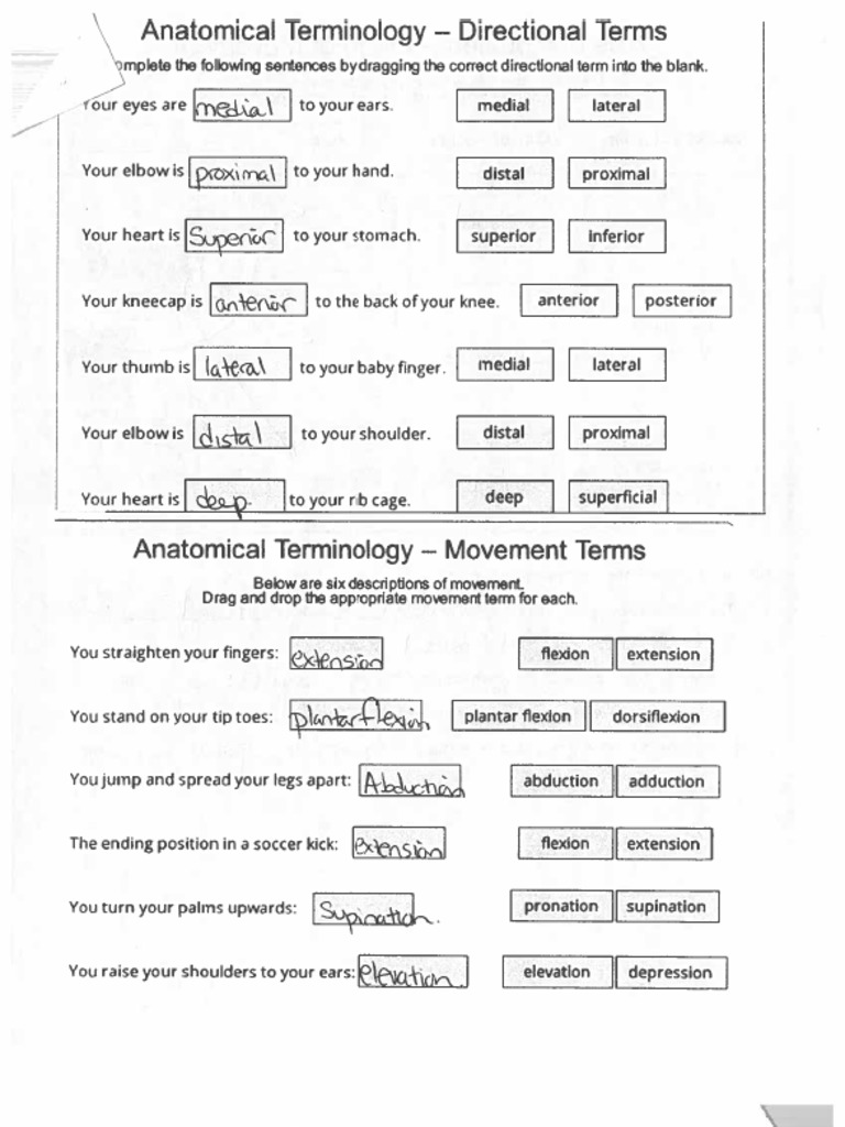 Anatomical Terminology Guide | PDF