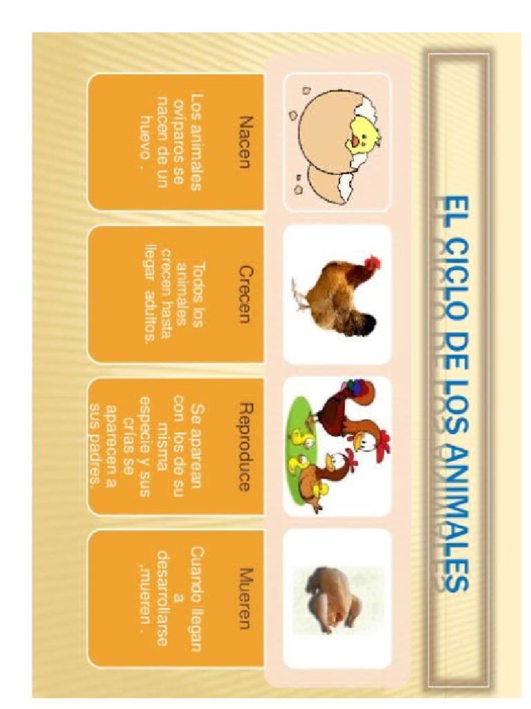 ciclo de la vida de la gallina | PDF