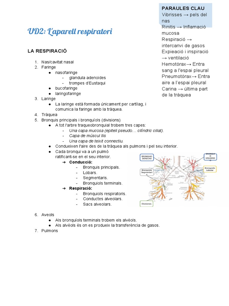 UD2 - L'aparell Respiratori | PDF