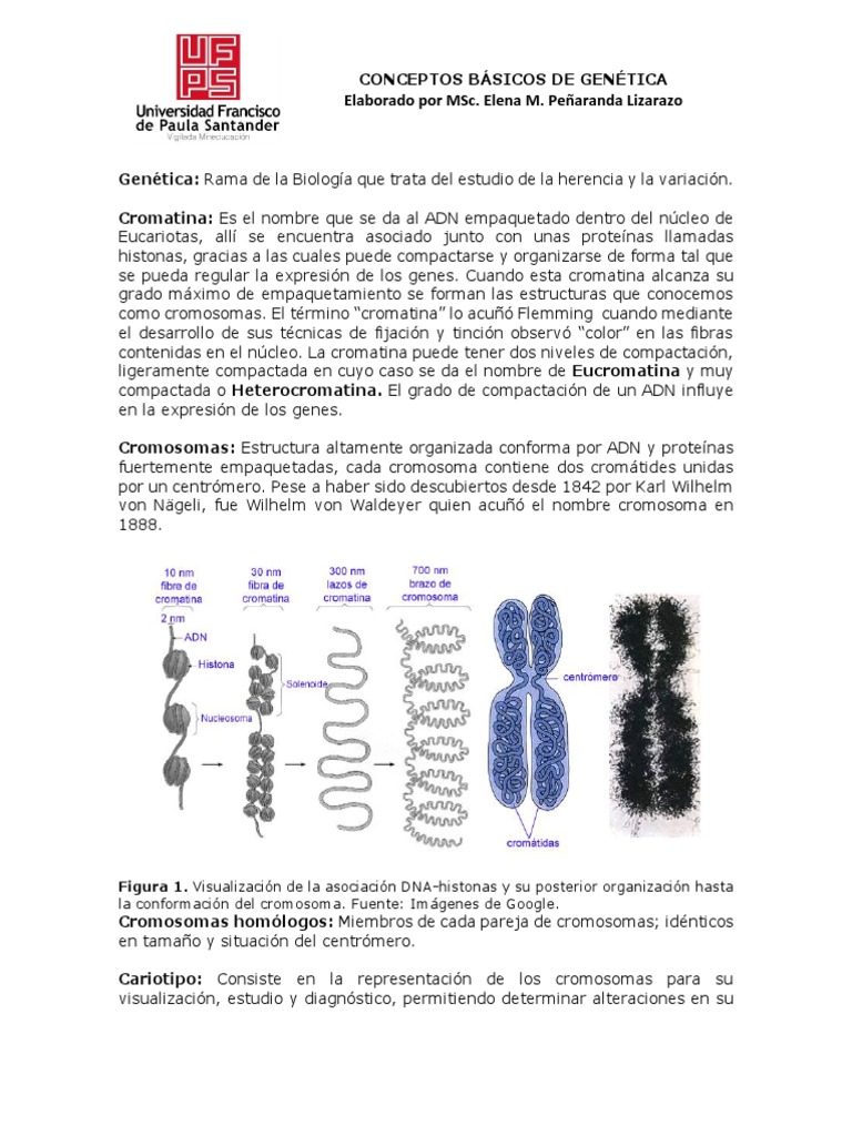 Conceptos Básicos de Genética | PDF