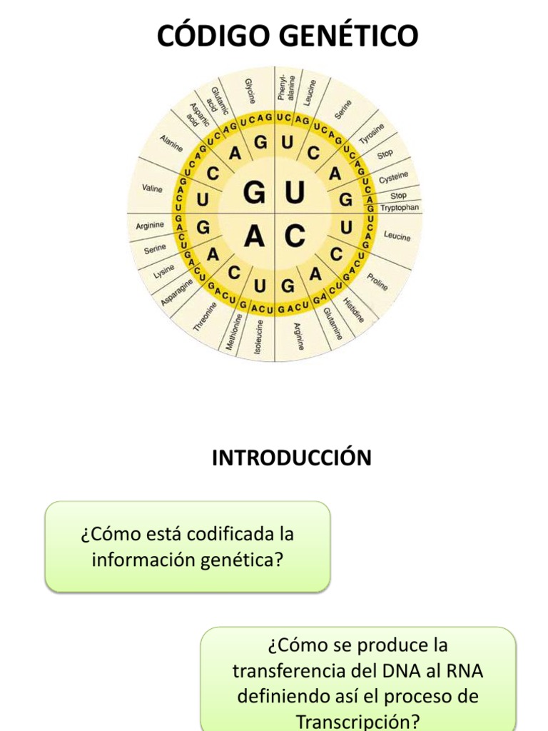 Presentación Código Genético y Traducción para Envío PDF | PDF