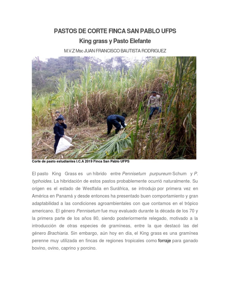 Pastos de Corte Finca San Pablo Ufps PDF | PDF