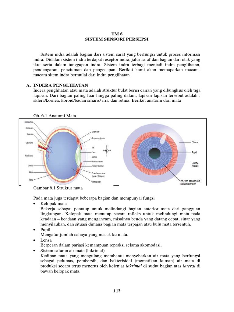 Sistem Sensori Persepsi PDF | PDF