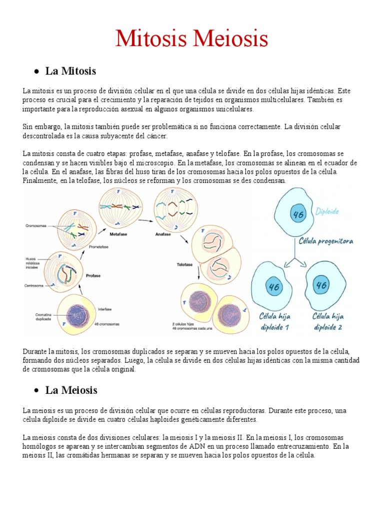 Mitosis y Meiosis | Descargar gratis PDF | Mitosis | Mitosis