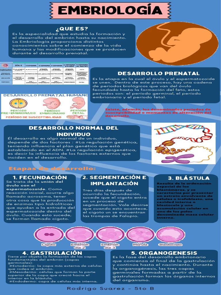 Infografia Biologia | PDF | Embrión | Desarrollo prenatal