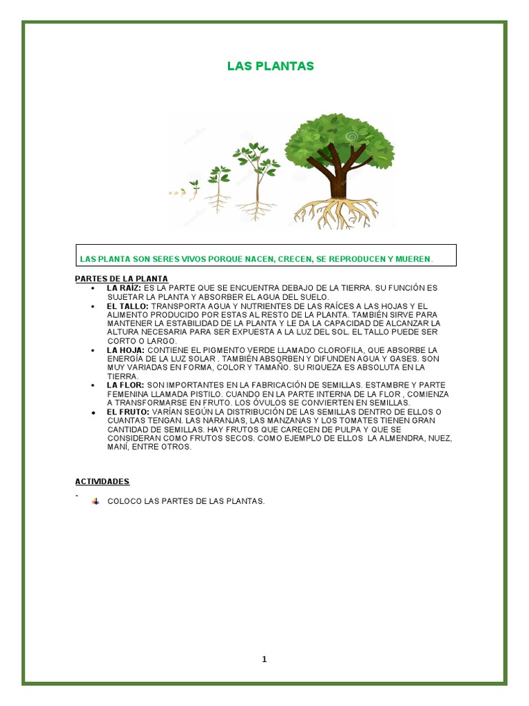Las Plantas | PDF | Plantas | Fruta