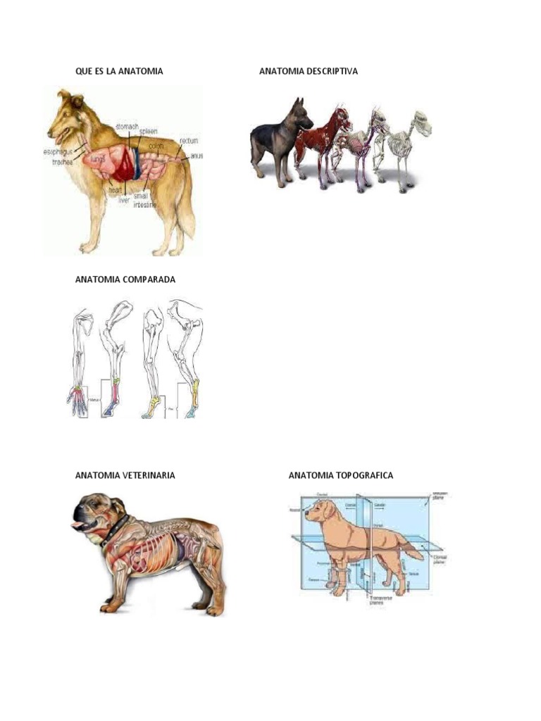 QUE ES LA ANATOMIA | PDF