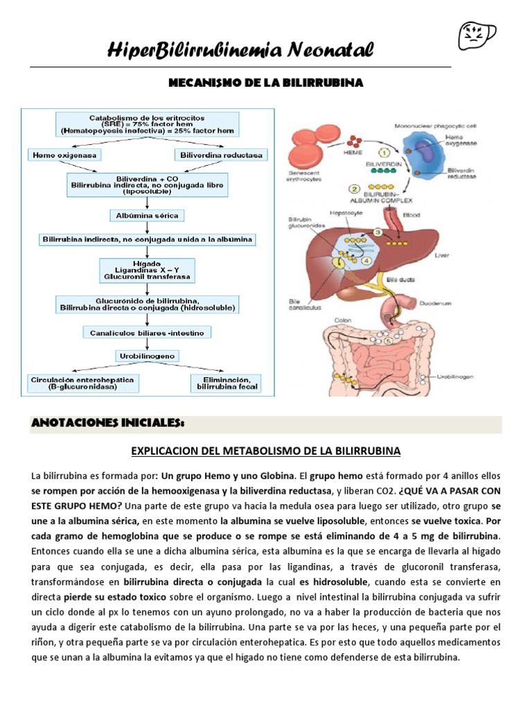 Tema 9 HiperBilirrubinemia Neonatal PDF | PDF | Especialidades Medicas | Medicina CLINICA