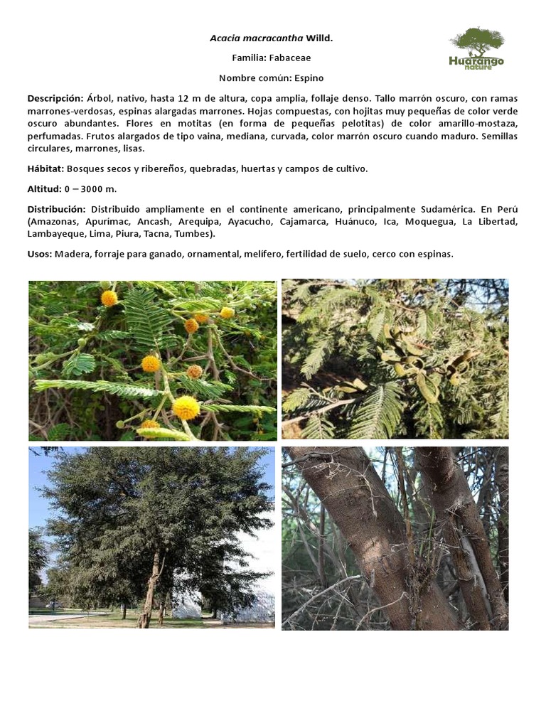 Catálogo de Plantas Nativas CCP CHAPI - Ica PDF | PDF | Perú | Tallo de la planta