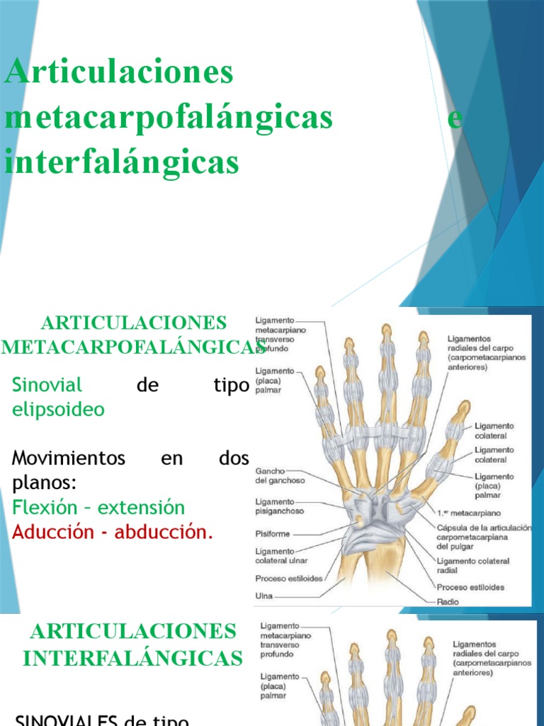Articulaciones Metacarpofalángicas e Interfalángicas | PDF