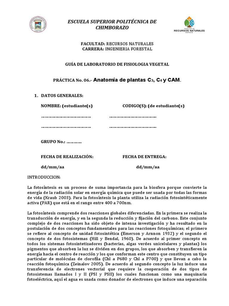 Practica 6 - Anatomía C3, C4 y CAM | PDF | Fotosíntesis | Bioquímica