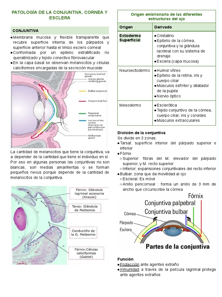 3.1 Patología de La Conjuntiva, Cornea y Esclera PDF | PDF | Córnea | Oftalmología