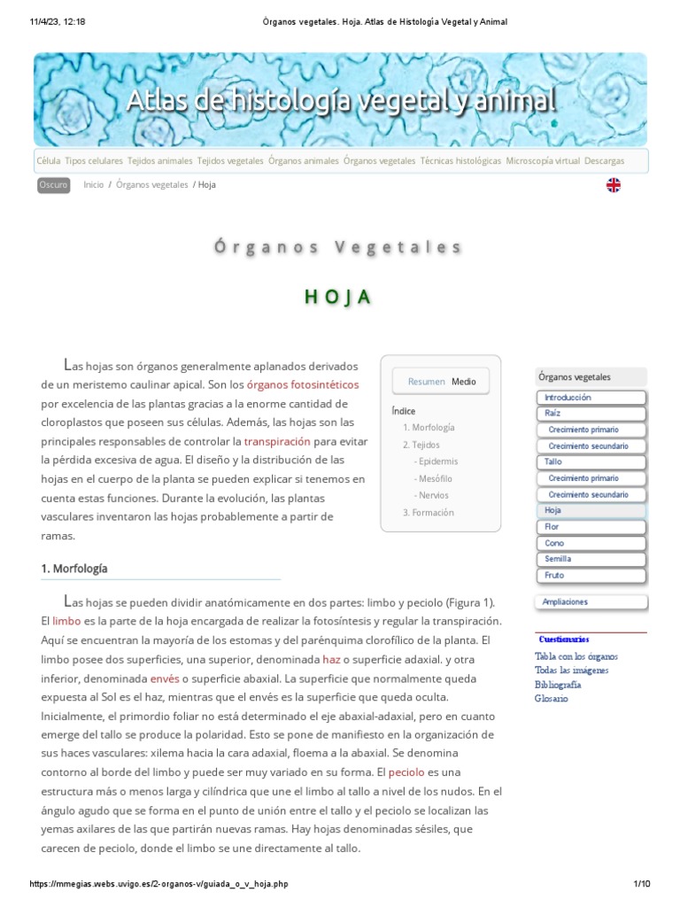 Órganos Vegetales. Hoja. Atlas de Histología Vegetal y Animal 7 | PDF ...