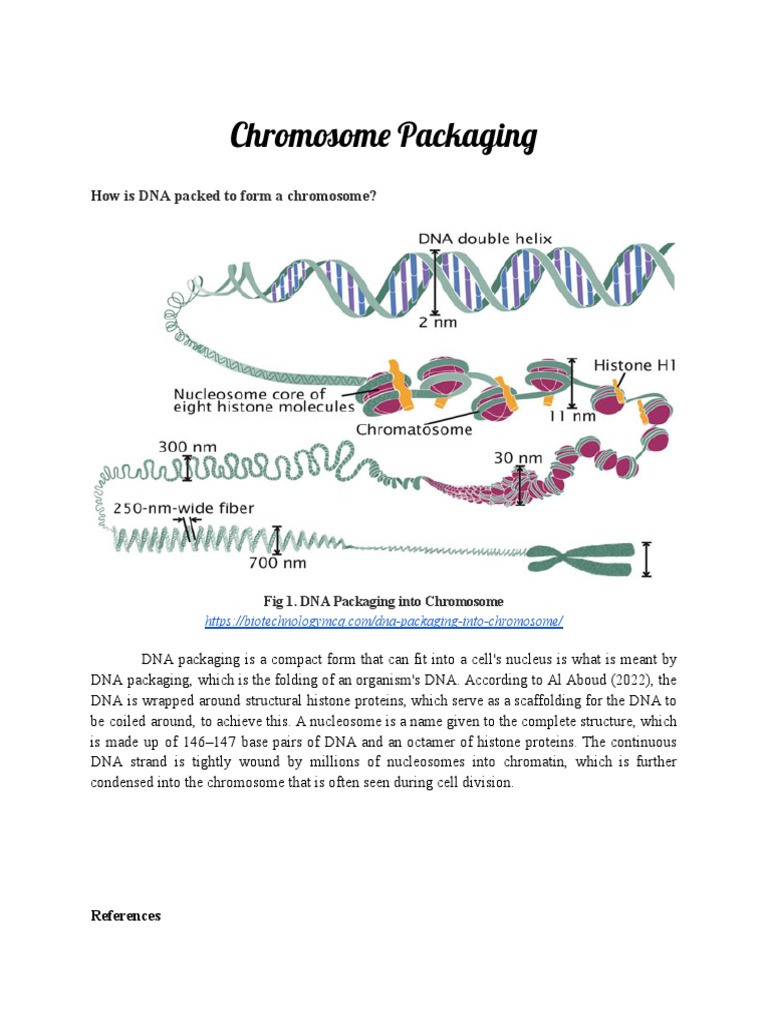 Chromosome Packaging | PDF