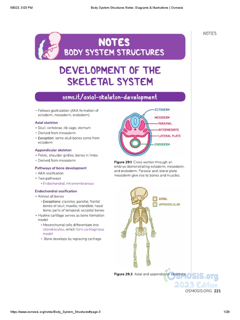 Body System Structures Diagrams & Notes | PDF