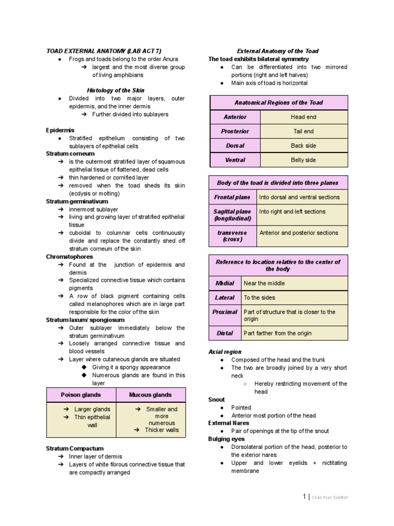 External Anatomy and Skeletal System of the Toad | PDF | Vertebral ...