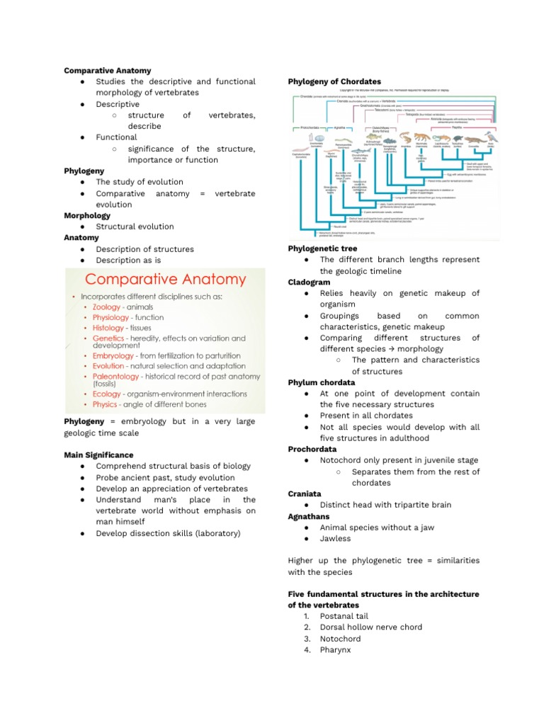 Comparative Anatomy of Vertebrates | PDF | Vertebrates | Anatomy