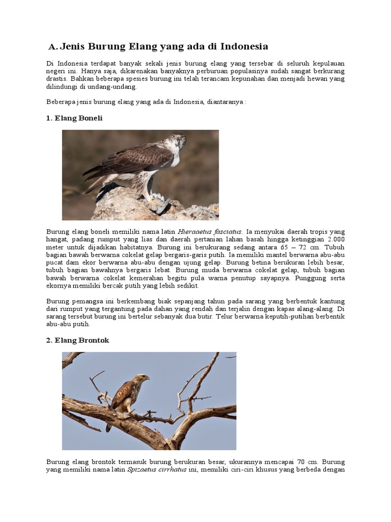 kliping Jenis Burung Elang yang ada di Indonesia | PDF