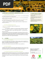 Faits et cycle de vie du tournesol | PDF