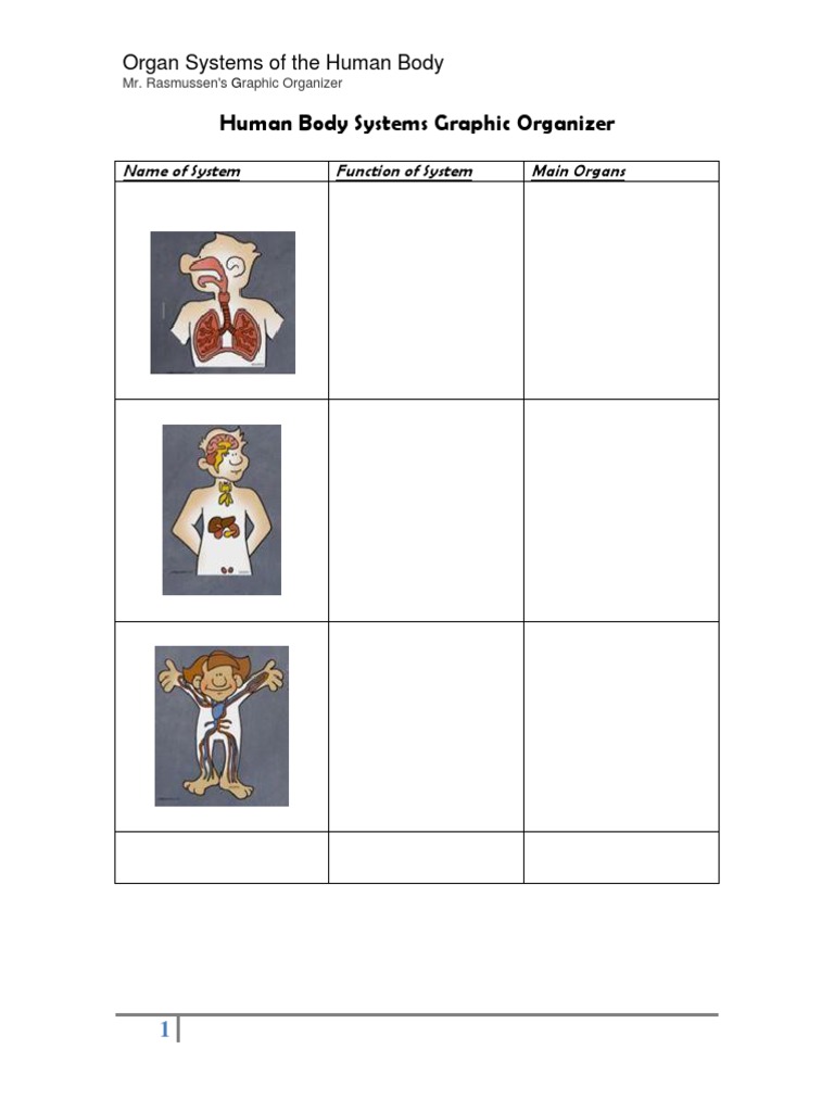 Human Body Systems Graphic Organizer | PDF | Human Body | Animal Anatomy