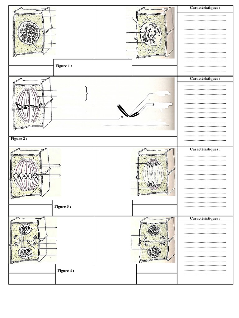 Planche Mitose PDF | PDF