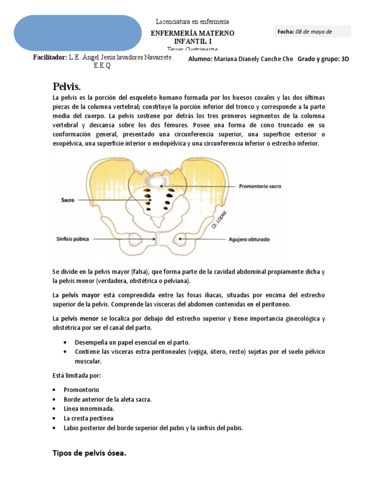 Pelvis Osea Docx Pdf Pelvis Anatomía