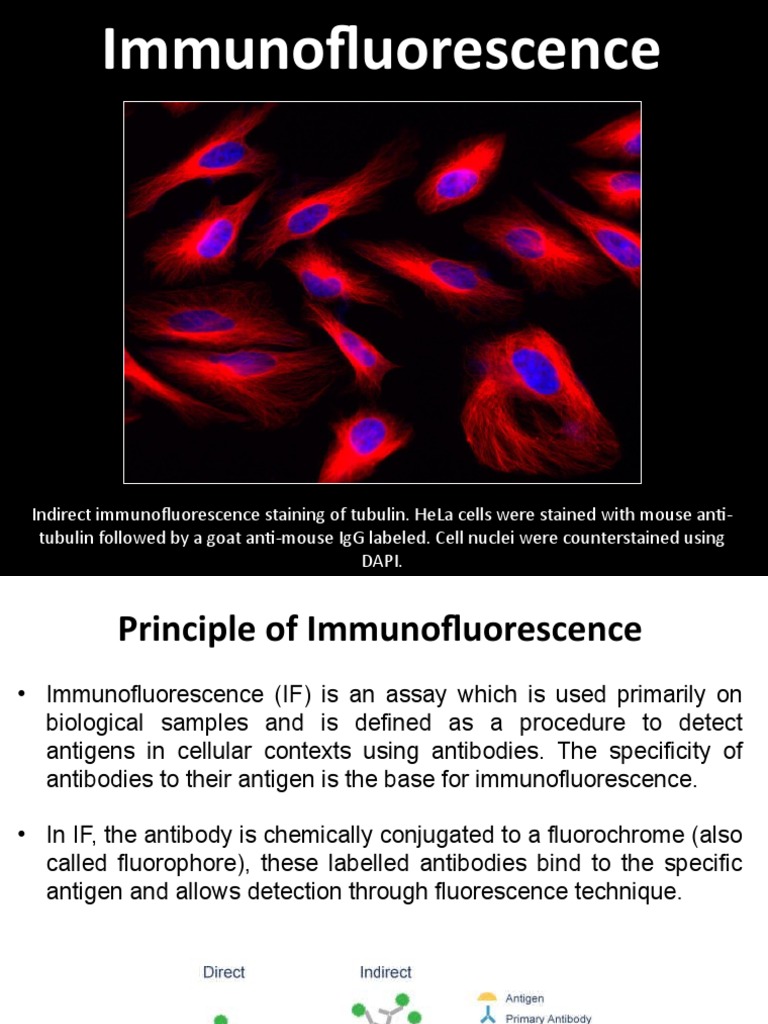 Lec-9 Immunofluorescence | PDF | Immunofluorescence | Fluorescence ...