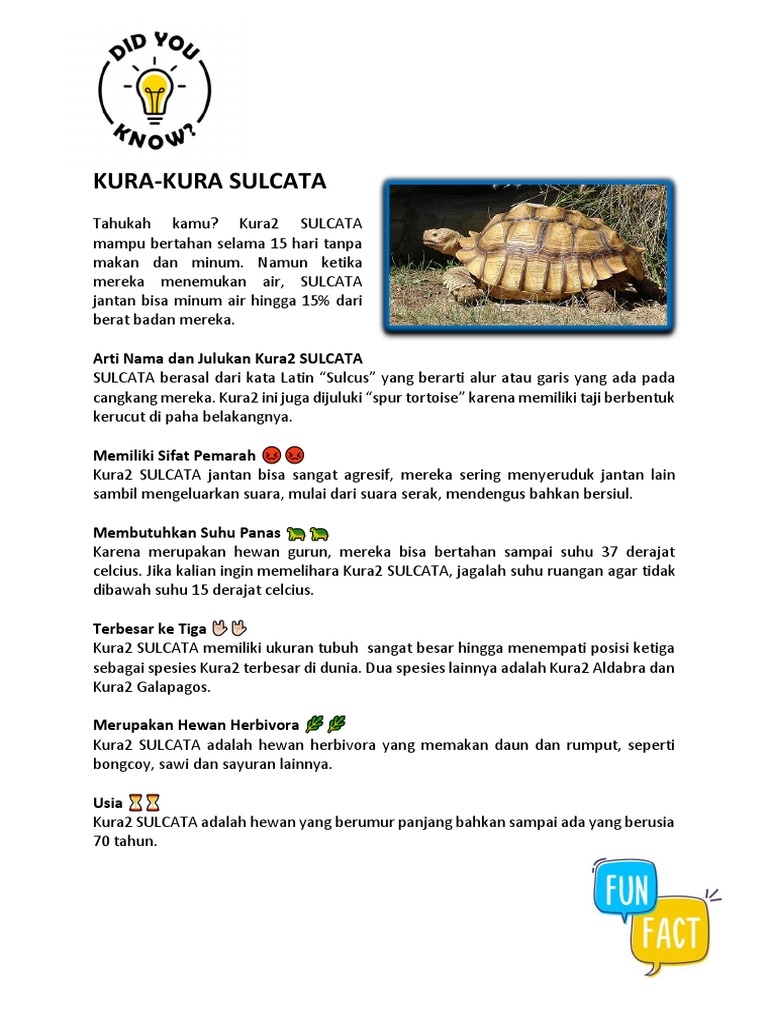 Kura-Kura Sulcata | PDF
