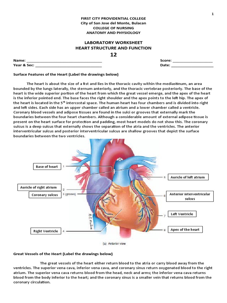 Laboratory Worksheet 12 Heart Structure and Function | PDF | Heart ...