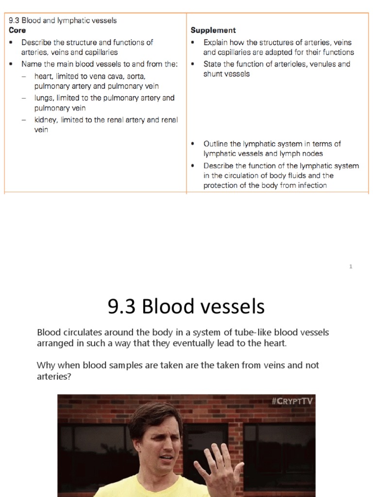 The Structure and Function of Blood Vessels | PDF | Artery | Vein
