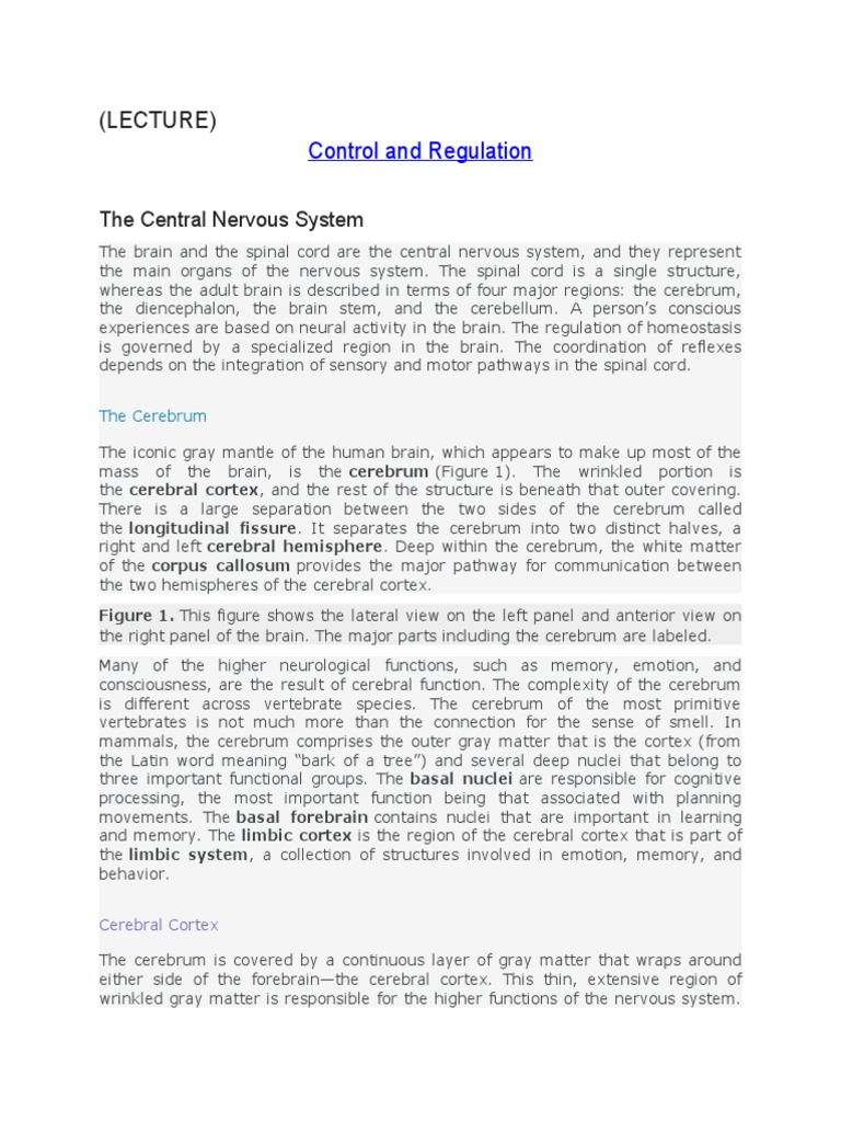 Control and Regulation | Download Free PDF | Basal Ganglia | Brainstem