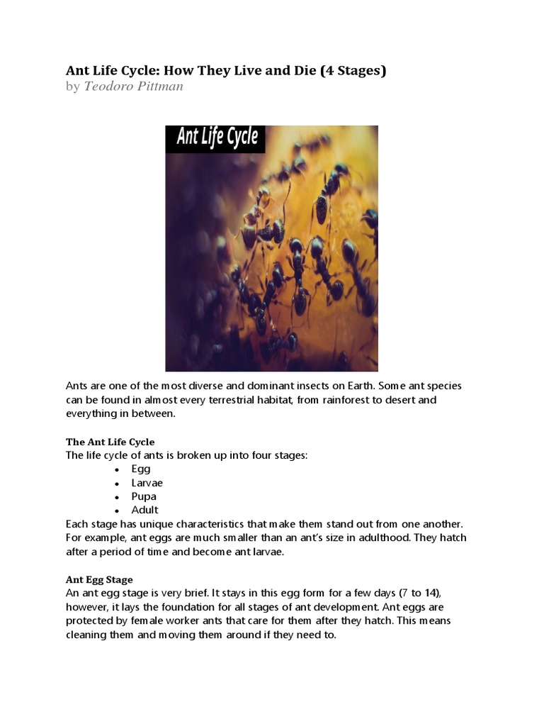 Ant Life Cycle | PDF | Ant | Eusociality