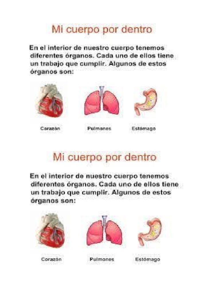 corazon pulmon y estomago guias | PDF