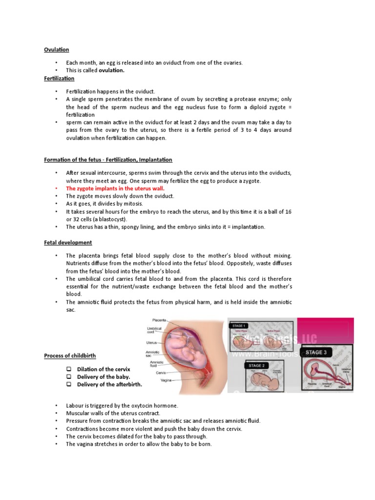 Ovulation | PDF | Menstrual Cycle | Fertilisation