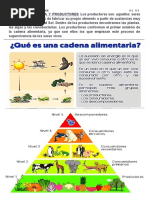 Estructura Trófica: Productores y Consumidores | PDF | Red alimentaria ...